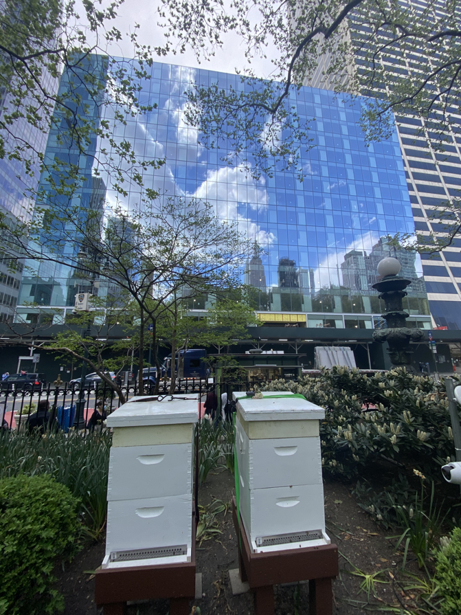 Rooftop Beekeeping: Honey Bees in the Sky - Backyard Beekeeping